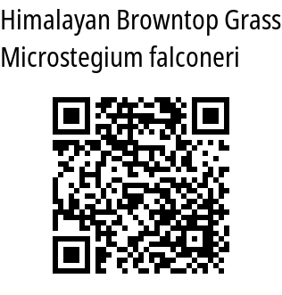 Microstegium falconeri - Himalayan Browntop Grass