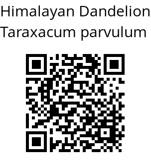 Taraxacum parvulum - Himalayan Dandelion