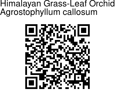 Agrostophyllum callosum - Himalayan Grass-Leaf Orchid