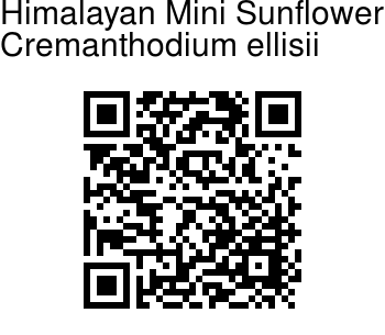 Cremanthodium ellisii - Himalayan Mini Sunflower