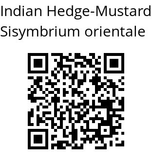 Sisymbrium orientale - Indian Hedge-Mustard