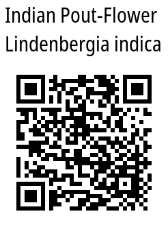 Lindenbergia indica - Indian Pout-Flower