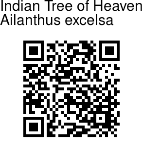 Ailanthus excelsa - Indian Tree of Heaven