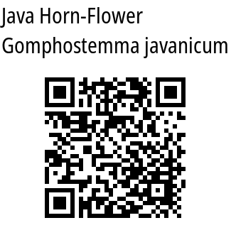 Gomphostemma javanicum - Java Horn-Flower