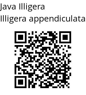 Illigera appendiculata - Java Illigera