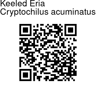 Cryptochilus acuminatus - Keeled Eria