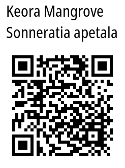 Sonneratia apetala - Keora Mangrove