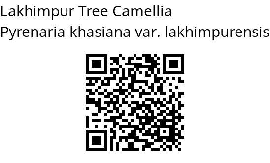 Pyrenaria khasiana var. lakhimpurensis - Lakhimpur Tree Camellia