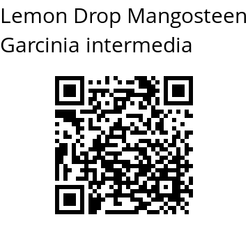 Garcinia intermedia - Lemon Drop Mangosteen