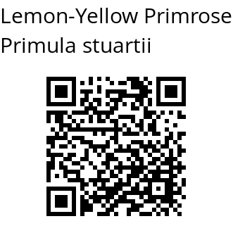 Primula stuartii - Lemon-Yellow Primrose