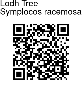 Symplocos racemosa - Lodh Tree