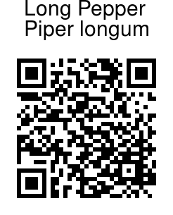 Piper longum - Long Pepper