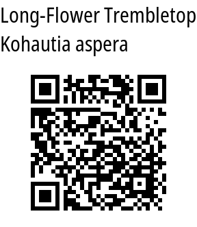Kohautia aspera - Long-Flower Trembletop