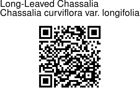 Chassalia curviflora var. longifolia - Long-Leaved Chassalia