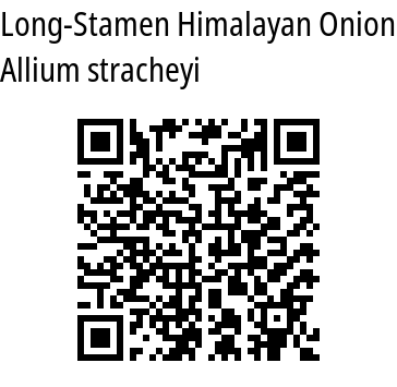 Allium stracheyi - Long-Stamen Himalayan Onion