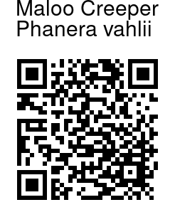 Phanera vahlii - Maloo Creeper