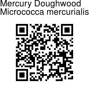 Micrococca mercurialis - Mercury Doughwood