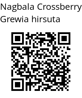 Grewia hirsuta - Nagbala Crossberry