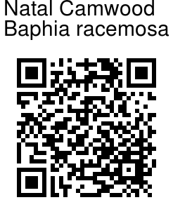Baphia racemosa - Natal Camwood