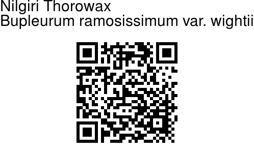 Bupleurum ramosissimum var. wightii - Nilgiri Thorowax