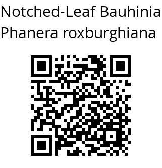 Phanera roxburghiana - Notched-Leaf Bauhinia