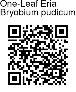 Bryobium pudicum - One-Leaf Eria