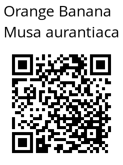 Musa aurantiaca - Orange Banana