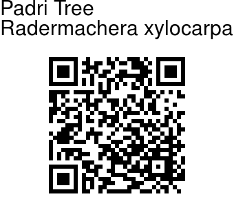 Radermachera xylocarpa - Padri Tree