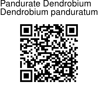 Dendrobium panduratum - Pandurate Dendrobium