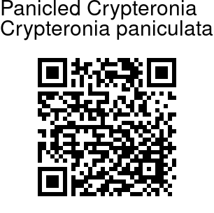 Crypteronia paniculata - Panicled Crypteronia