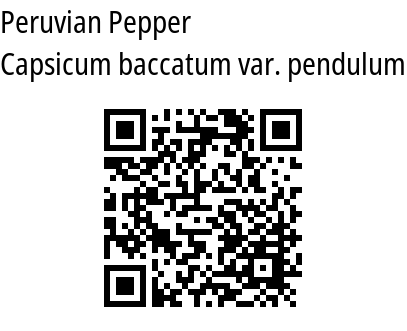 Capsicum baccatum var. pendulum - Peruvian Pepper