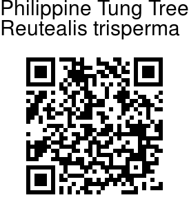 Reutealis trisperma - Philippine Tung Tree