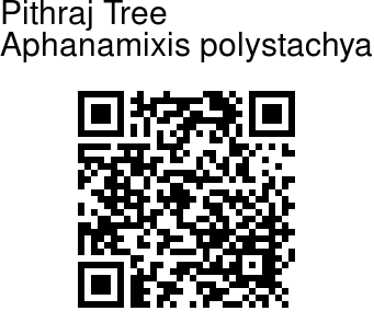 Aphanamixis polystachya - Pithraj Tree