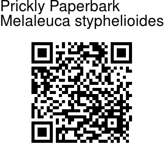 Melaleuca styphelioides - Prickly Paperbark