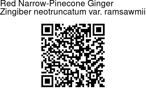 Zingiber neotruncatum var. ramsawmii - Red Narrow-Pinecone Ginger