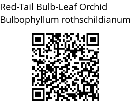 Bulbophyllum rothschildianum - Red-Tail Bulb-Leaf Orchid