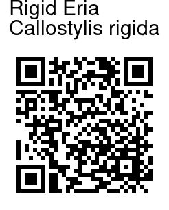 Callostylis rigida - Rigid Eria