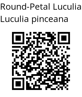 Luculia pinceana - Round-Petal Luculia