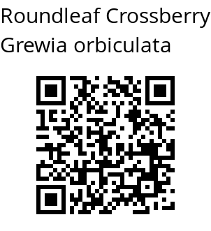 Grewia orbiculata - Roundleaf Crossberry