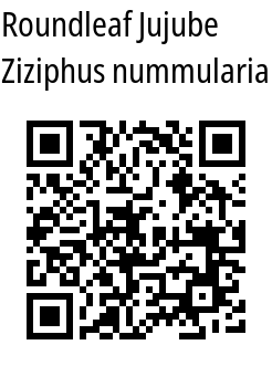 Ziziphus nummularia - Roundleaf Jujube