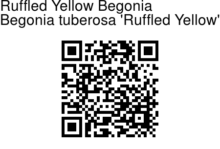 Begonia tuberosa 'Ruffled Yellow' - Ruffled Yellow Begonia