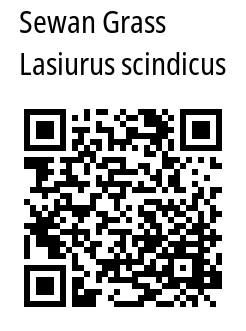 Lasiurus scindicus - Sewan Grass