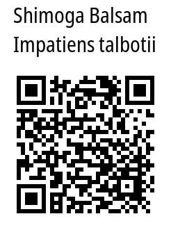 Impatiens talbotii - Shimoga Balsam