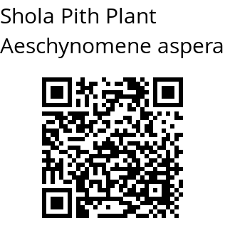 Aeschynomene aspera - Shola Pith Plant