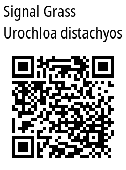 Urochloa distachya - Signal Grass