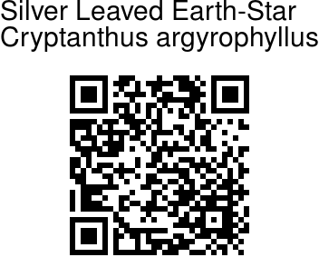 Cryptanthus argyrophyllus - Silver Leaved Earth-Star