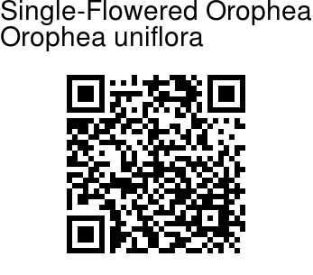Orophea uniflora - Single-Flowered Orophea