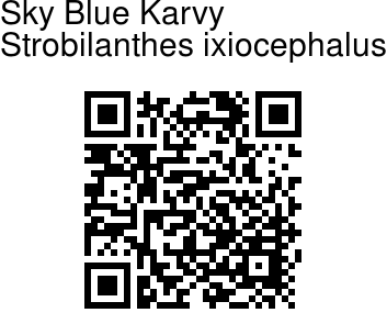 Strobilanthes ixiocephalus - Sky Blue Karvy