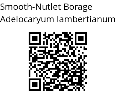 Adelocaryum lambertianum - Smooth-Nutlet Borage