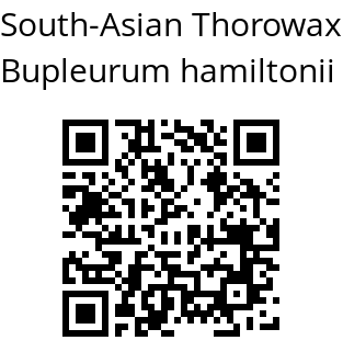 Bupleurum hamiltonii - South-Asian Thorowax